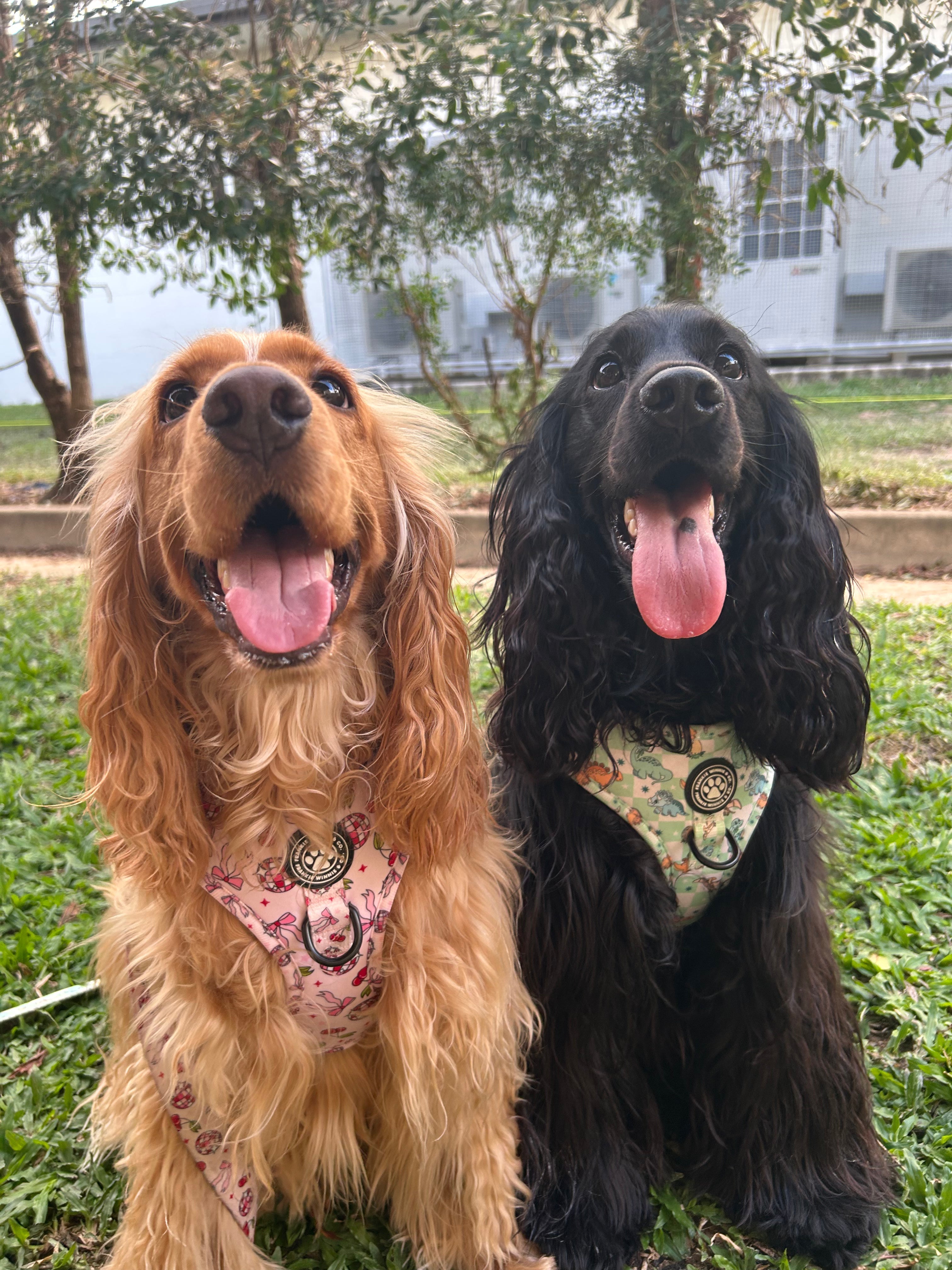 How Two Dogs Inspired a Whole Vibe – Frankie, Winnie & Co.